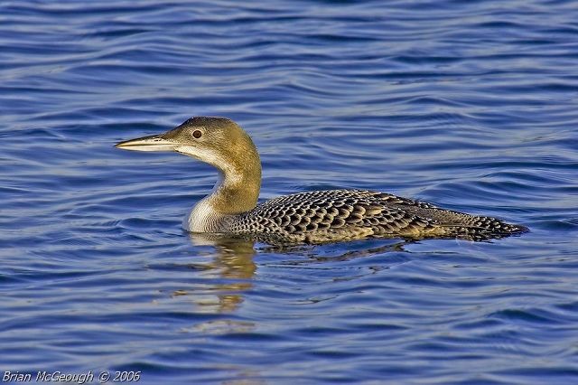 Focus On: In at the deep end: 'winter' divers made simple - BirdGuides