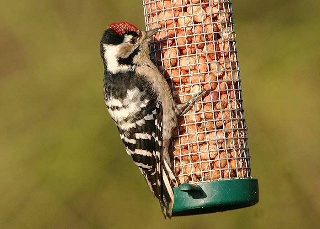 How to see Lesser Spotted Woodpeckers - BirdGuides