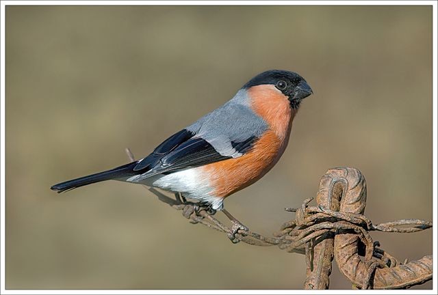 Focus On: Bullfinch - BirdGuides