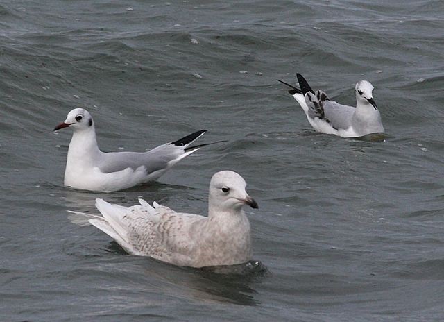 Review of the Week: 11th-17th January 2007 - BirdGuides