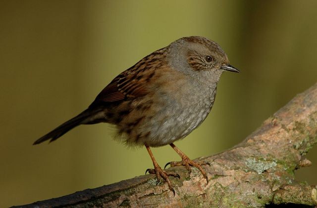 Focus On: The Dunnock: More Interesting Than You Think! - BirdGuides
