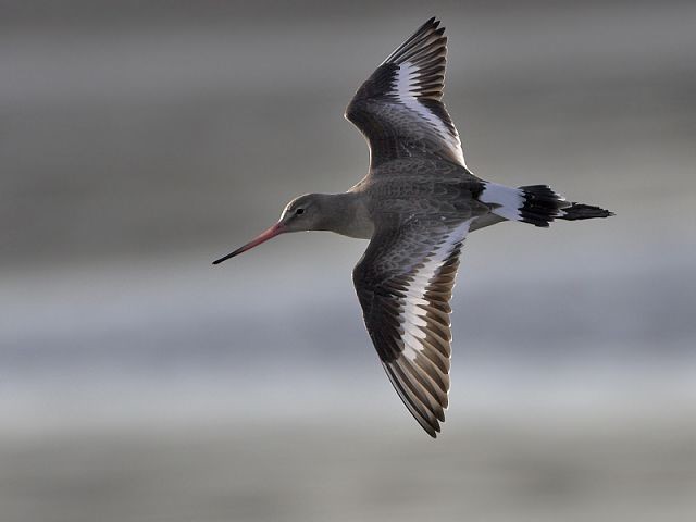 Focus On: Gorgeous Godwits - BirdGuides