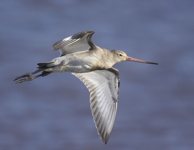Focus On: Gorgeous Godwits - BirdGuides