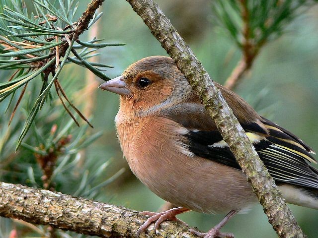Brightly coloured birds most affected by Chernobyl radiation - BirdGuides