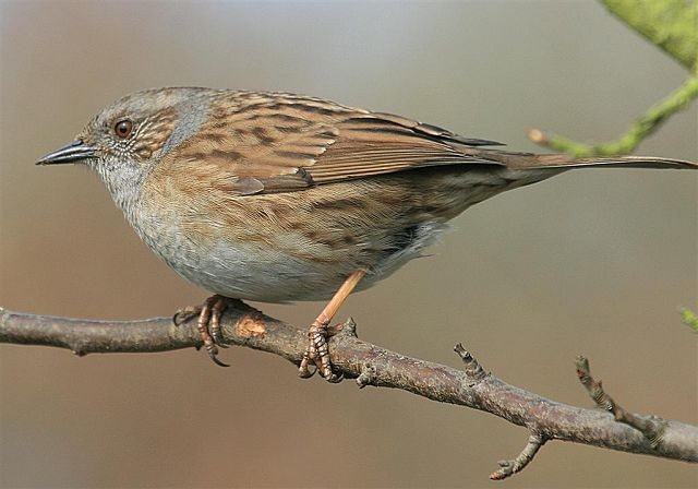 Focus On: The Dunnock: More Interesting Than You Think! - BirdGuides