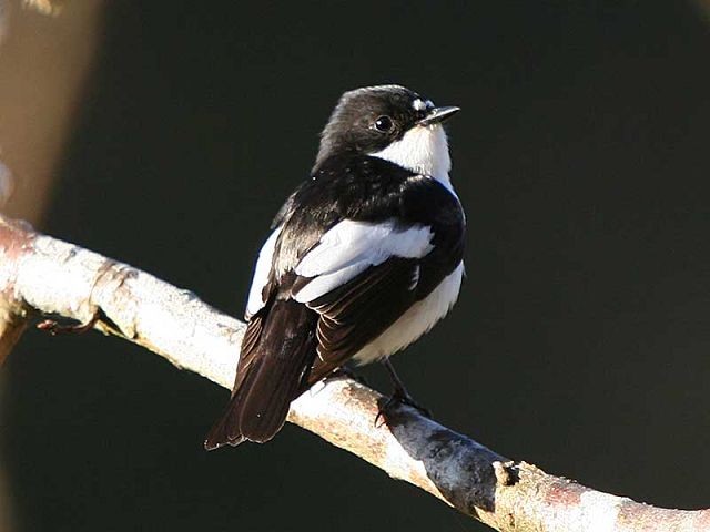 Review of the Week: 12th-18th April 2007 - BirdGuides