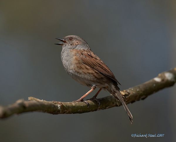 Focus On: The Dunnock: More Interesting Than You Think! - BirdGuides