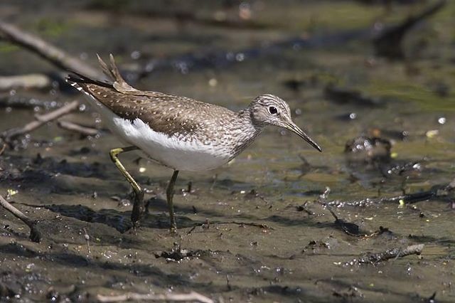 Focus On: Green and Wood Sandpipers - BirdGuides