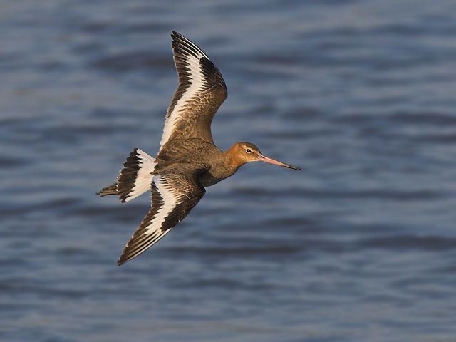 Focus On: Gorgeous Godwits - BirdGuides
