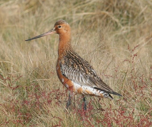Focus On: Gorgeous Godwits - BirdGuides