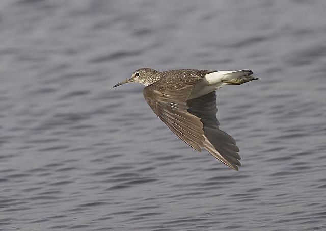 Focus On: Green and Wood Sandpipers - BirdGuides