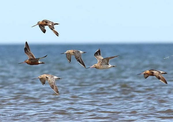 Focus On: Gorgeous Godwits - BirdGuides