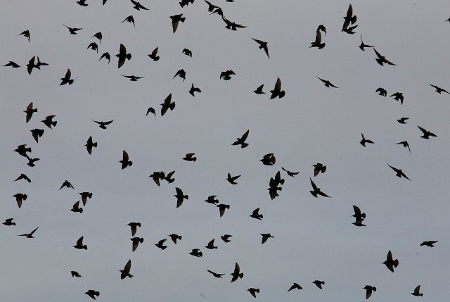 What to look for in December - BirdGuides