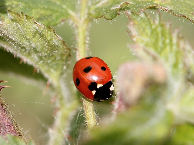 Invasive alien predator leading to rapid declines of European ladybirds ...