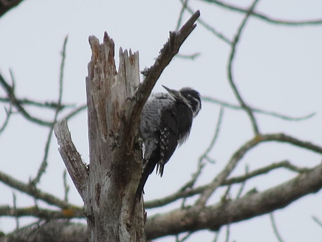 Estonia in spring - BirdGuides
