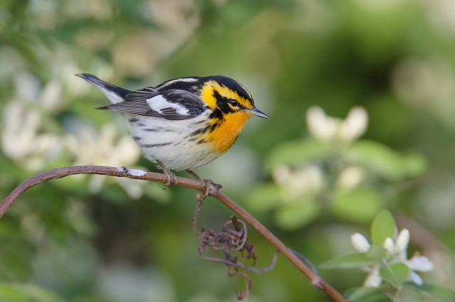 Ohio in spring - warbler central - BirdGuides