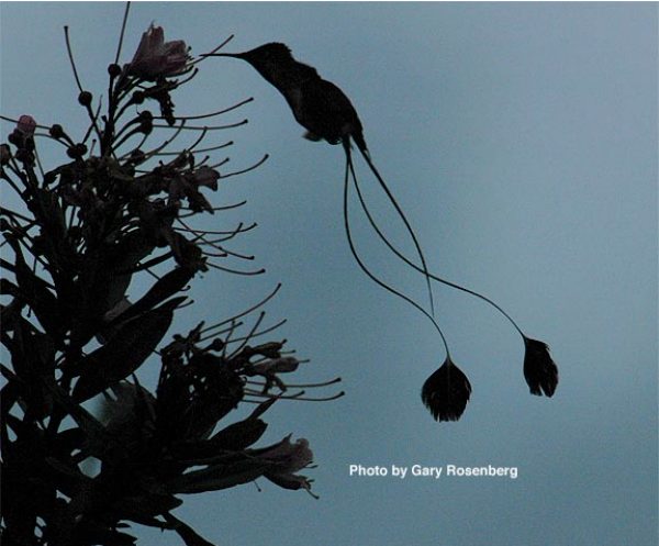 Marvellous Hummingbirds - BirdGuides