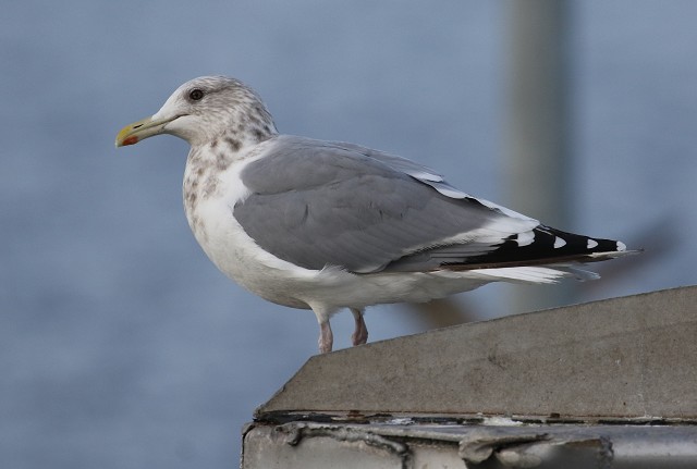Rarity finders: Vega Gull - an Irish and Western Palearctic first ...