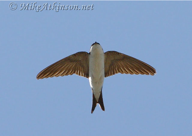 Bird Photography Tutorials: 6. Basic Composition - BirdGuides