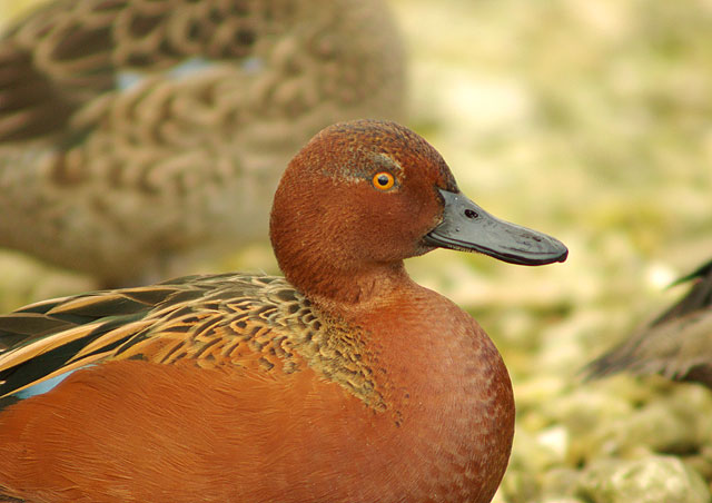 Focus On: Identifying Female Blue-winged and Cinnamon Teals - BirdGuides