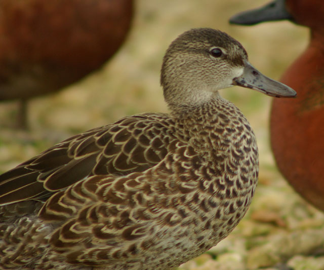 Hen Blue Winged Teal