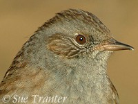 Focus On: The Dunnock: More Interesting Than You Think! - BirdGuides