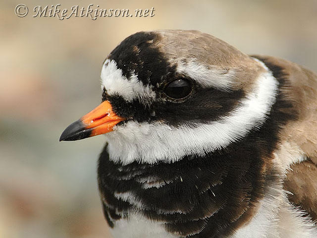 Bird Photography Tutorials: 2. Getting Started - BirdGuides