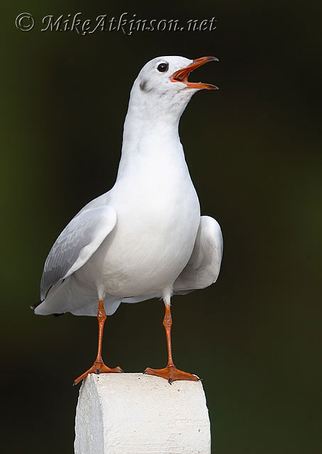 Bird Photography Tutorials: 2. Getting Started - BirdGuides