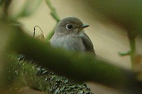 Review of the Week: 27th September-3rd October 2007 - BirdGuides