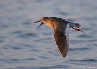 Stour-Orwell birders - have you seen colour-ringed birds? - BirdGuides