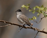 New study shows how birds maintain a healthy immune system - BirdGuides