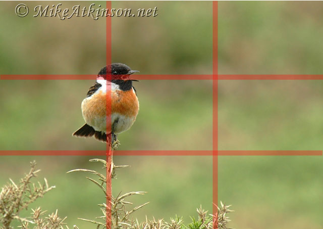 Bird Photography Tutorials: 6. Basic Composition - BirdGuides