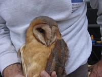 Dark-breasted Barn Owl tragically found dead - BirdGuides