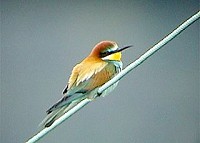 RSPB Press Release: First Bee-eater chicks in UK since 1955 - BirdGuides