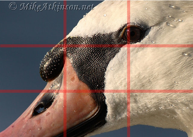Bird Photography Tutorials: 6. Basic Composition - BirdGuides