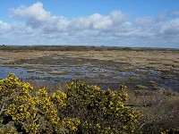 Guide to Keyhaven and Pennington Marshes, Hampshire - BirdGuides
