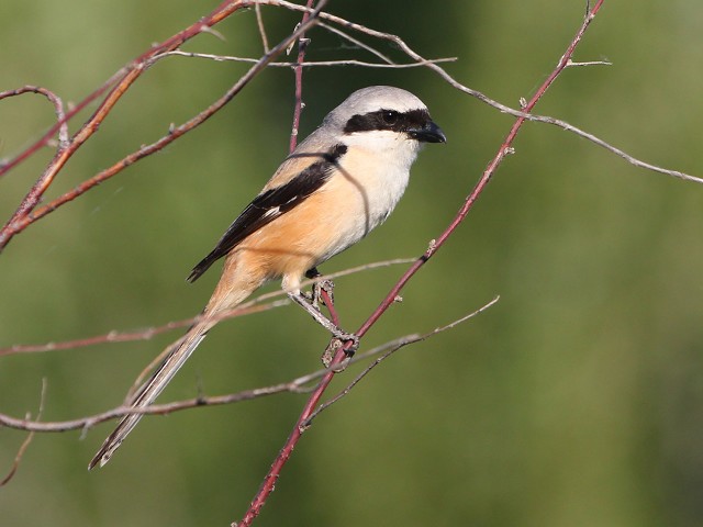 Long-tailed Shrike breeds in Western Palearctic for first time - BirdGuides