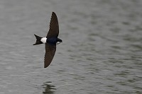 Where's Martin? - BirdGuides