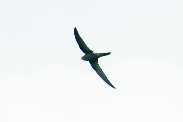 Rarity finders: Pacific Swift in Aberdeenshire - BirdGuides