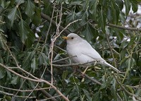 The 'Whitebird' - BirdGuides