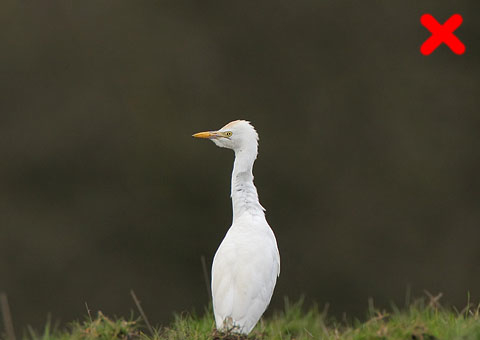 Bird Photography Tutorials: 6. Basic Composition - BirdGuides
