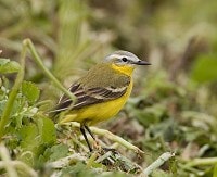 Focus On: Yellow Wagtails - Talking heads - BirdGuides