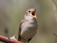 Nightingale migration tracked for the first time - BirdGuides