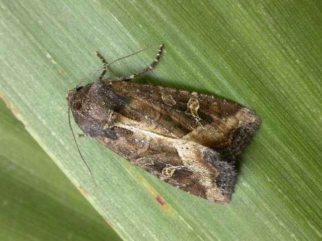 Moths in special habitats: freshwater wetlands - BirdGuides