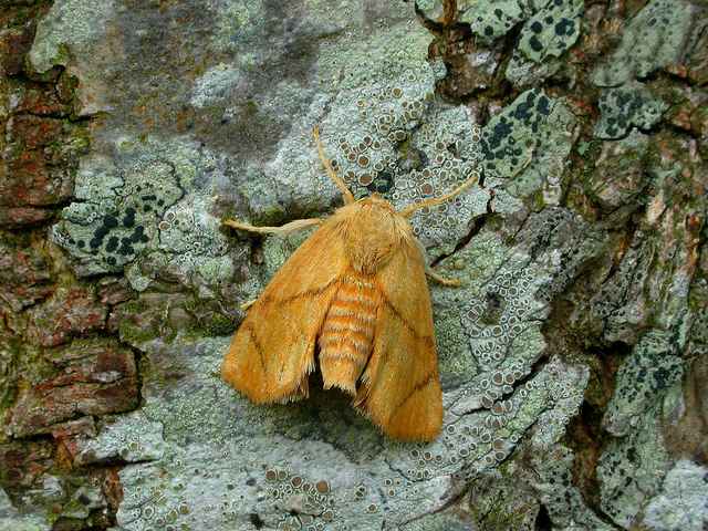 Moths in special habitats: Ancient English oak woodland - BirdGuides