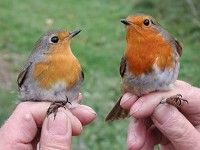 Focus On: Robins of the North - BirdGuides