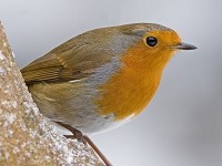 What do you call a group of Robins? - BirdGuides