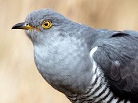 Chris is in the Congo and Lyster is heading eastwards - BirdGuides