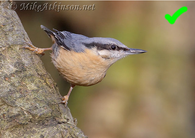 Bird Photography Tutorials: 6. Basic Composition - BirdGuides