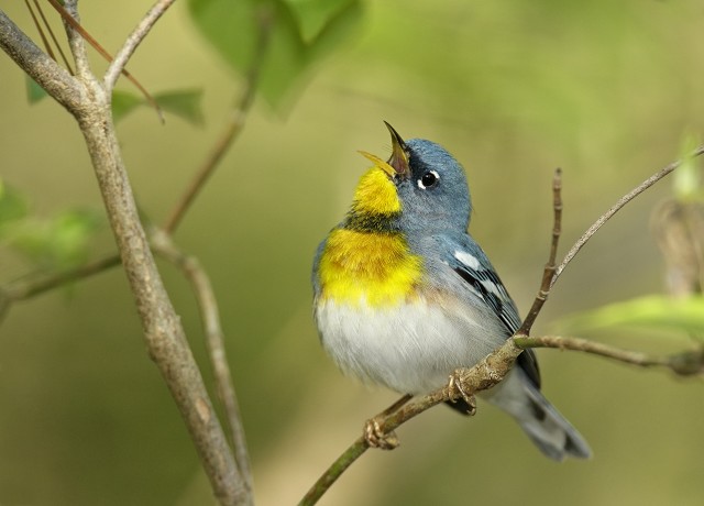 Ohio in spring - warbler central - BirdGuides